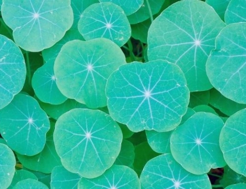 B. Infantis: The Probiotic for Children's Health - Laboratoires Activa