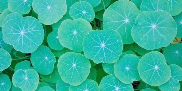 Cellular autoregulation regulating rather than supplementing ...